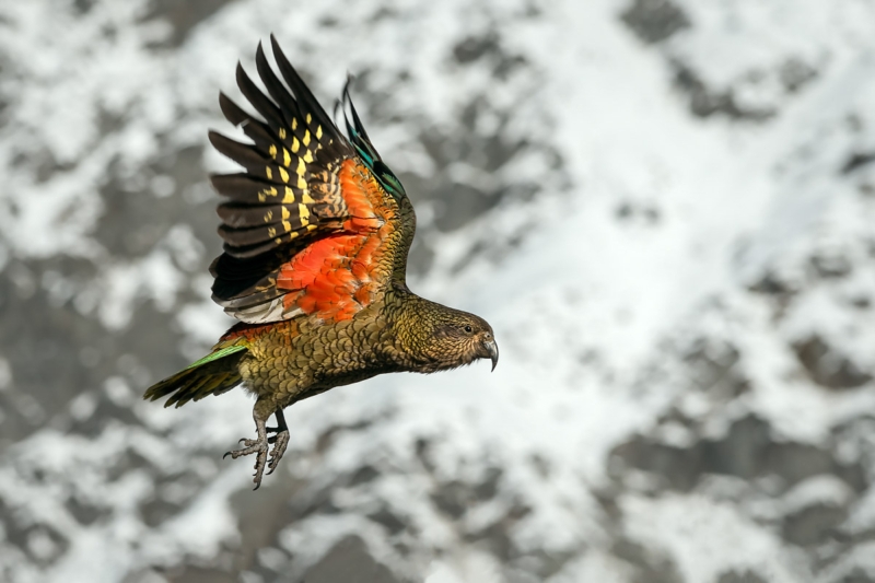 A Brief Guide to Kea – Daniel Murray Photography – New Zealand ...