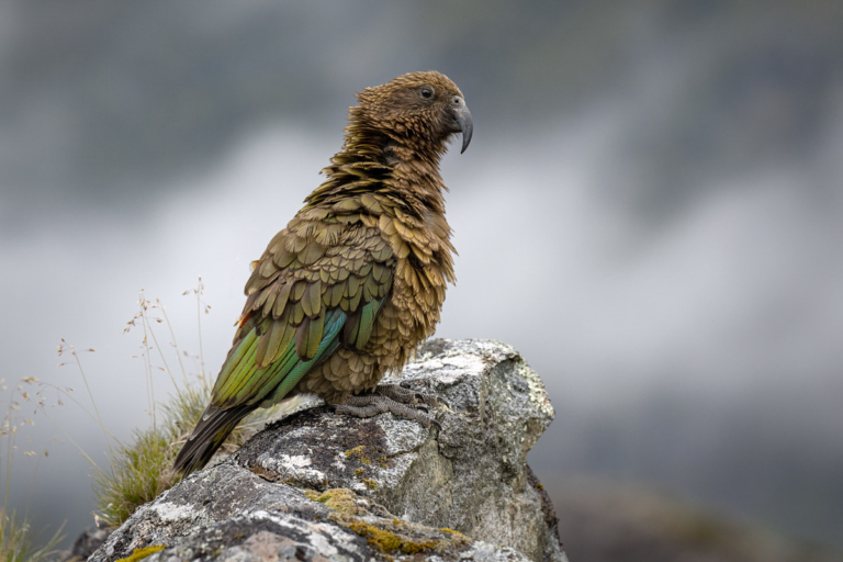 Wildlife – Daniel Murray Photography – New Zealand Landscapes and ...